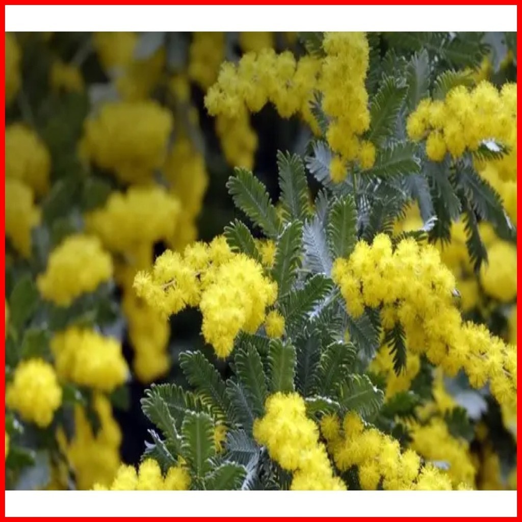 ♨ Giant Golden Mimosa Tree K71- 1 Gram of High germination Flowering ...