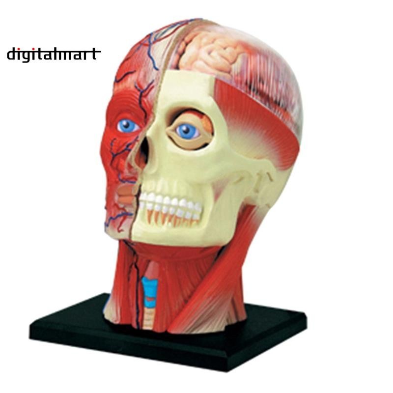 ˇ Medical-Torso Human Body Model Education Head Muscles Nerve Organs ...
