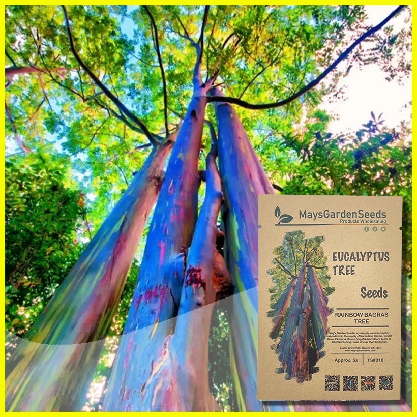 ☃ Rainbow Bagras Tree Seeds, Rainbow Eucalyptus Tree, Tree Seeds#018 ...