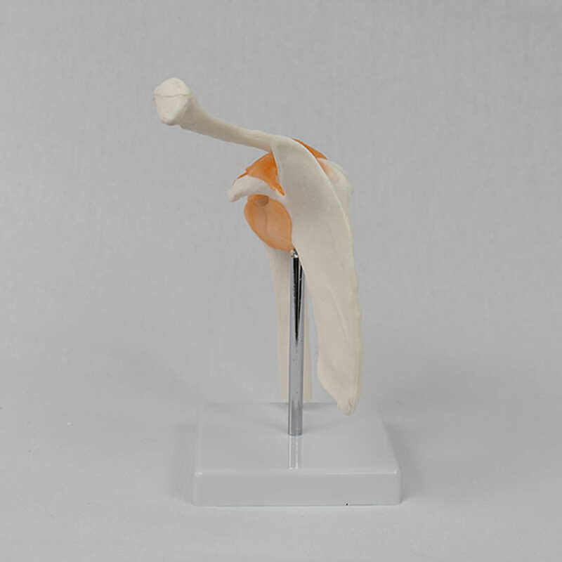 PVC Shoulder Joint Model Human Shoulder Bone Ligament Scapula Clavicle ...