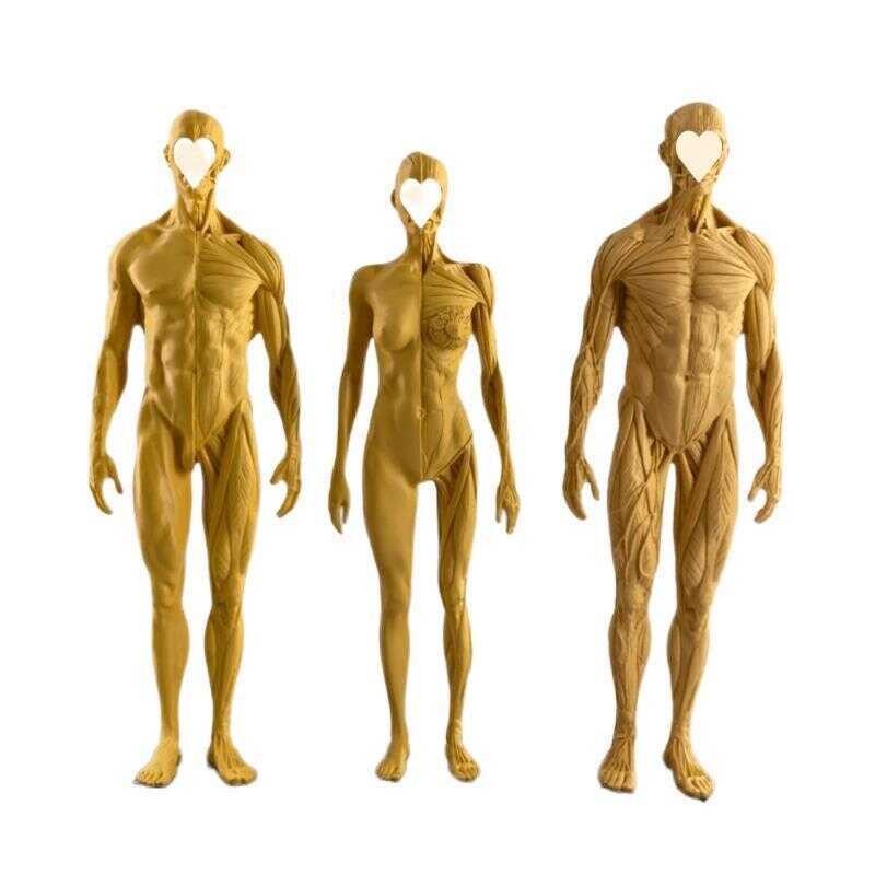 Human body modeling, teaching aids, skeleton modeling, 3D human body ...