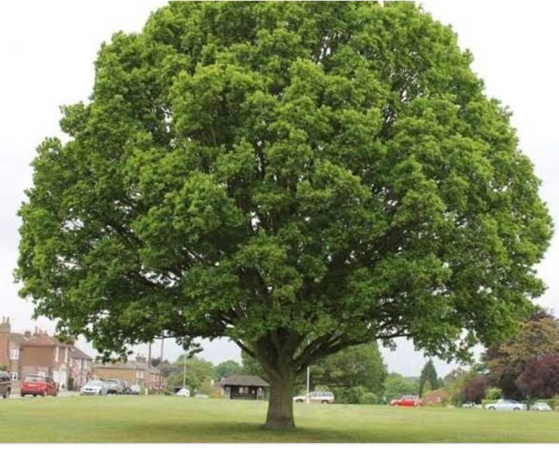 NARRA Seeds Tropical Plants Tree High Germination | Shopee Philippines