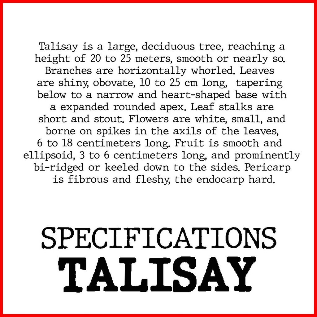 Talisay - 1 seedling (approx 8 inches) | Shopee Philippines