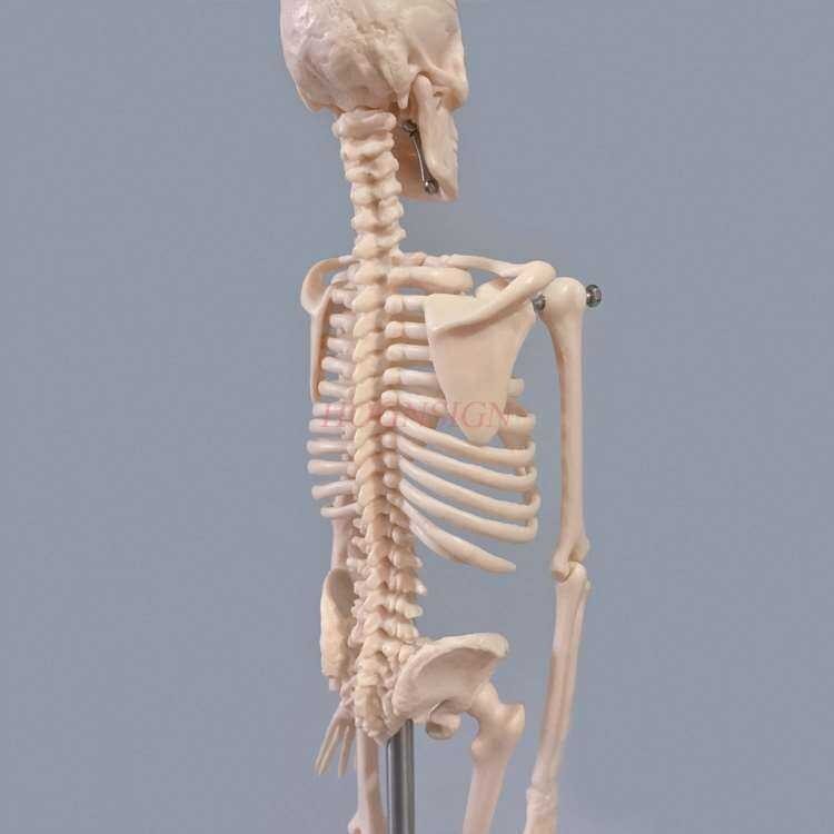 45Cm Human Body Skeleton Model Skeleton Anatomy Structure Spine Skull ...