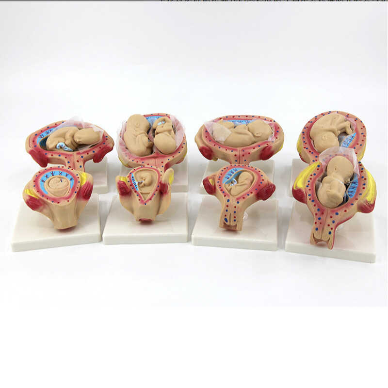 Human embryonic development model, embryo family planning model, fetal ...