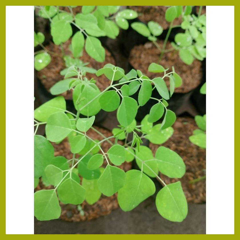 Khingpaul12 Vegetables seeds repack Malunggay Seedling rooted in poly ...