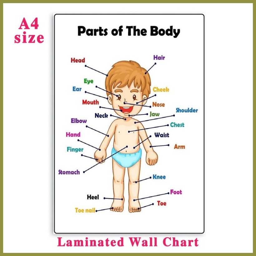 ☪ ¤ PARTS OF THE BODY Educational Laminated Wall Chart | A4 Size | For ...