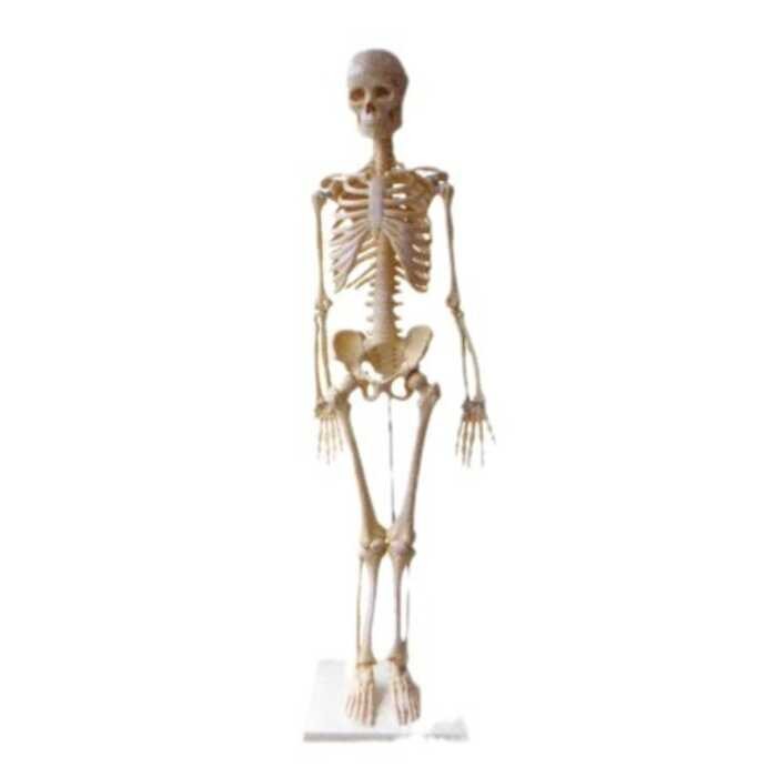 Zhongwei Medical High 85 Dummy Full Body Skeleton Orthopedic Teaching ...