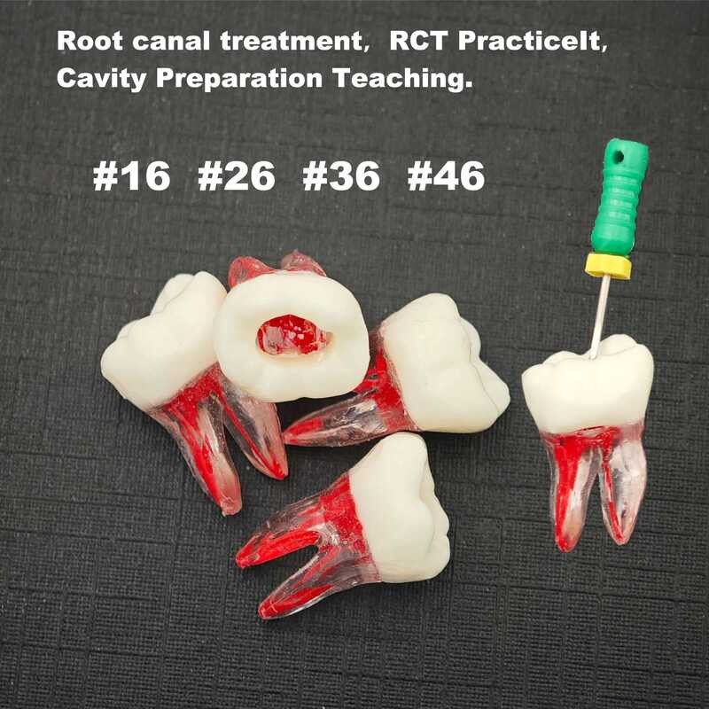 LY 10Pcs Dental Teeth Root Canal Practice Model RCT Kilgore Nissin Type ...