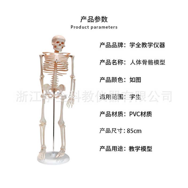 Human body model, biological model, middle and high school biology ...