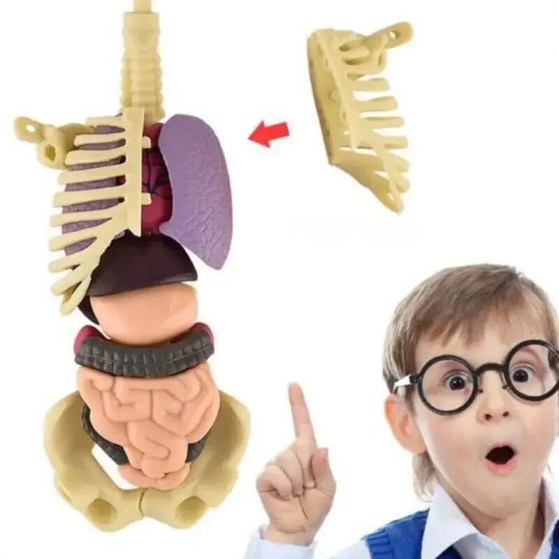 Human 3D Torso Model For Kid, Removable, Simulation, Organ And Skeleton ...
