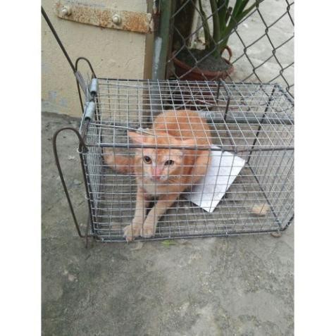 in stock Multi-purpose trap cage, trap for weasels, wild cats ...