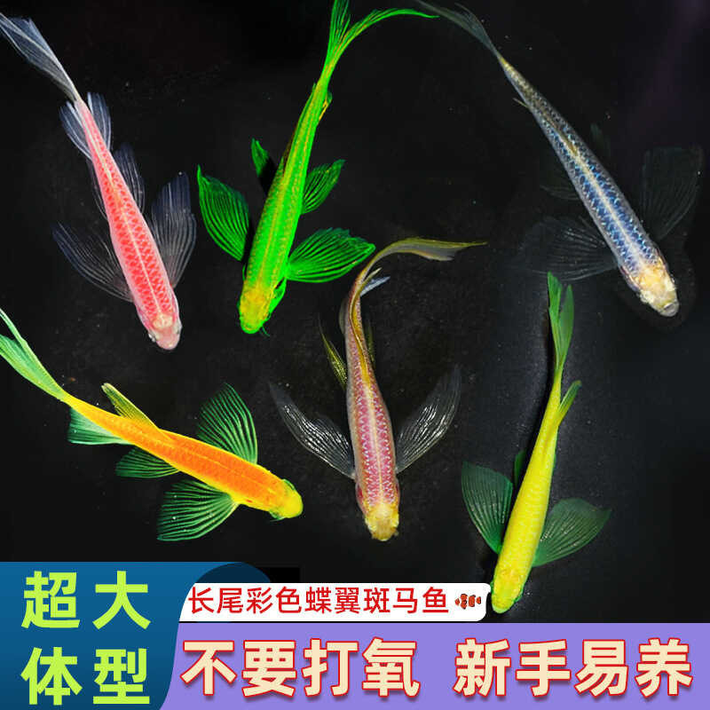 Boutique paruparo pakpak zebrafish, mahabang tailed mahaba finned isda ...
