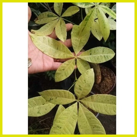 ♨ ๑ ☑ Money Tree Variegata Variegated Pachira Aquatica Grafted ...
