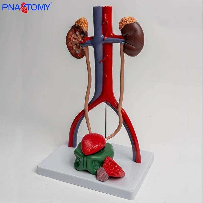 1:1 Urinary And Reproductive System Model, Kidney Anatomy Mold, Bladder ...