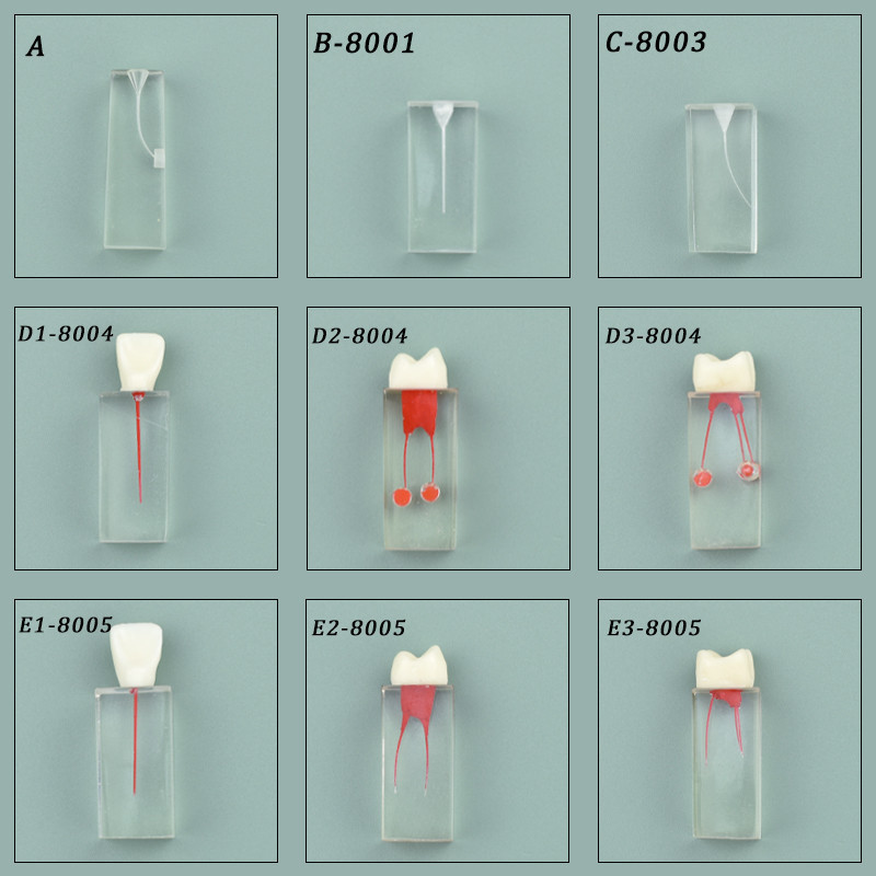 Dental Education Teaching Tooth Model Root Canal Blocks Resin RCT ...