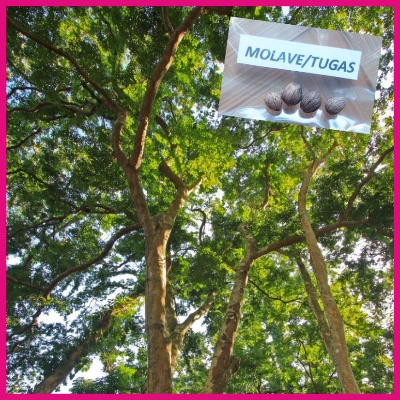Molave Tugas Tree Seeds (4Pcs/Pack) | Shopee Philippines