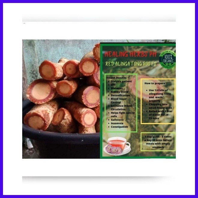 100% pure and FRESH RED ALINGATONG HERBAL ROOTS 1kilo per pack | Shopee ...