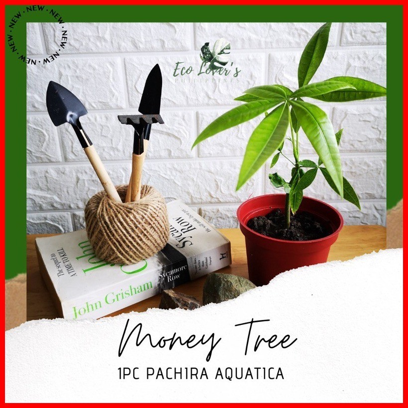 Braided / Single Live Money Tree /seeds aka Pachira Aquatica with pot ...