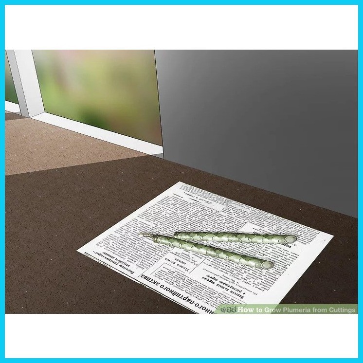 ∇ ♕ ☏ Hawaiian Calachuchi Yellow Frangipani Kalachuchi Fragrant ...