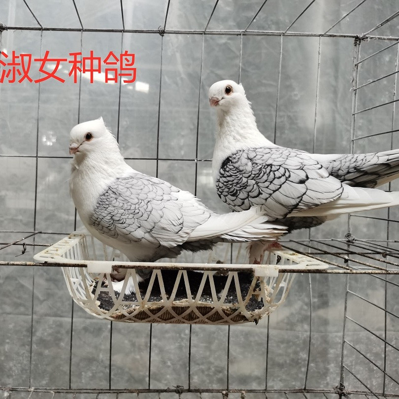 Ornamental pigeons, lady pigeons, butterfly-backed homing pigeons ...