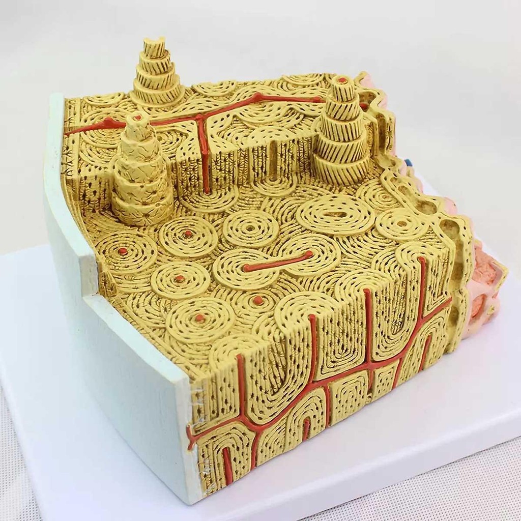 Human Structure Morphological Characteristics Of Bone Profile ...