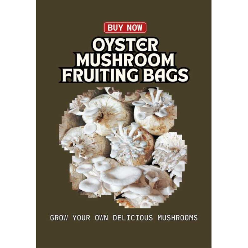 Buy 20 Get Free 3Pcs Oyster Mushroom Fruiting Bag | Shopee Philippines