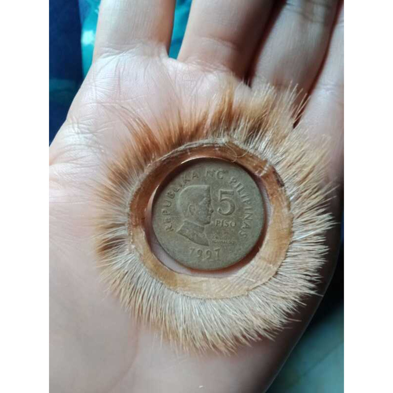 SIZE 5 PESO ORIGINAL PILIKMATA NG KAMBING GOAT EYELASH PILIK MATA TOY ...