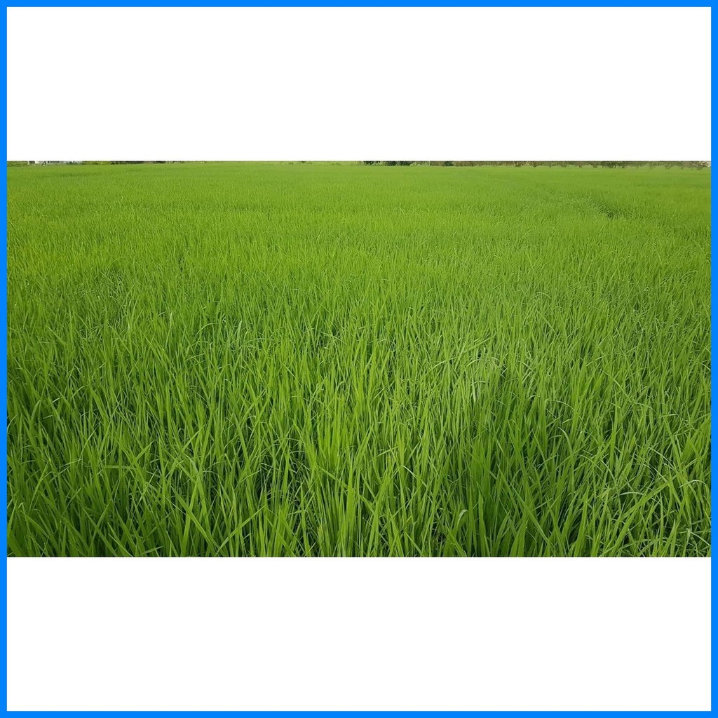 Palay/Binhi/Rice Seeds IRRI David DINORADO (20 kg) | Shopee Philippines