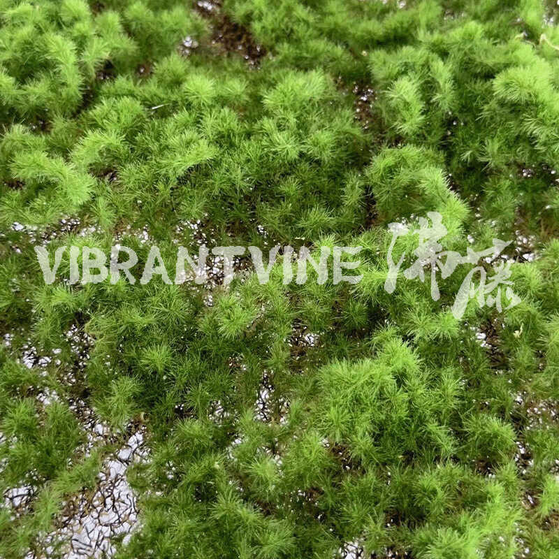 Plant Artificial Green Moss Skin Moss Floor Window Soft Decoration Moss ...