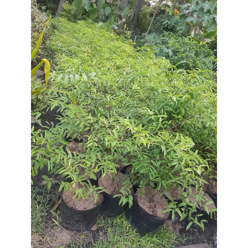 Green Wild Japanese Suamei Live Plant | Shopee Philippines