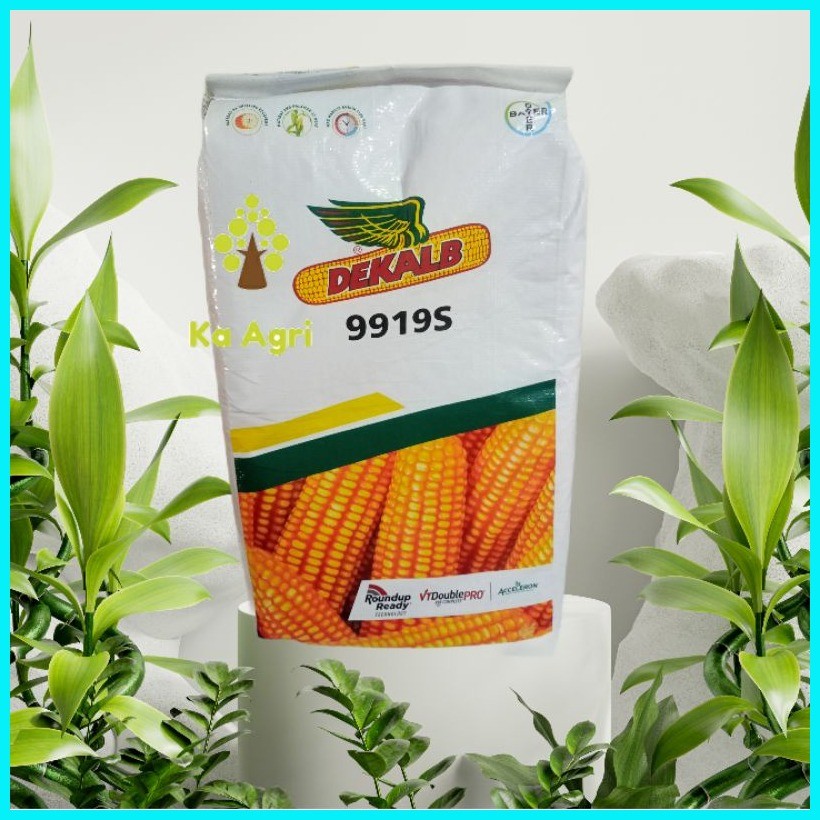 Dekalb 9919s repack 1kg. | Shopee Philippines