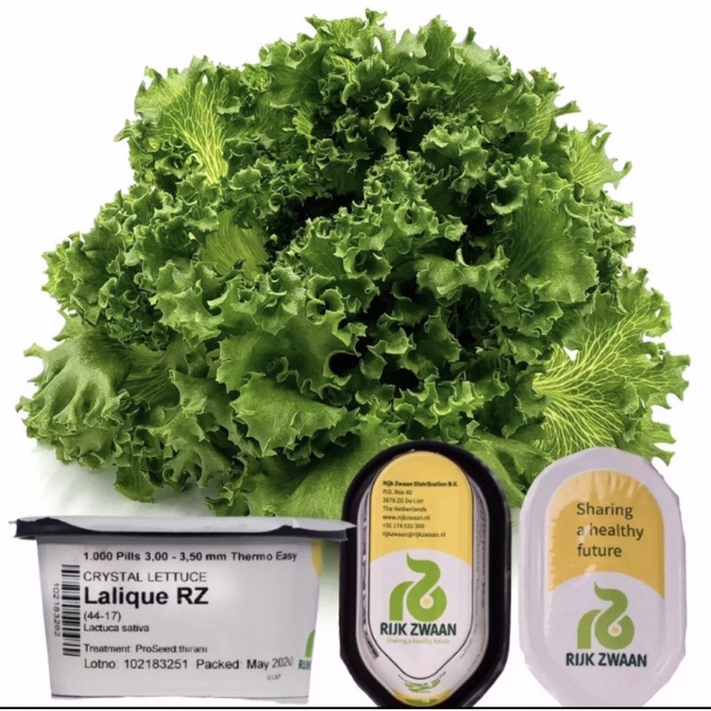 Lalique RZ Lettuce seeds 100pcs(repacked ) | Shopee Philippines
