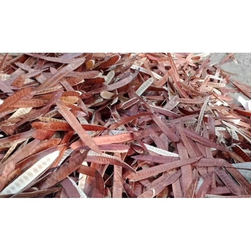 1 kilo Ipil-Ipil Seeds Binhi for Planting New harvest | Shopee Philippines