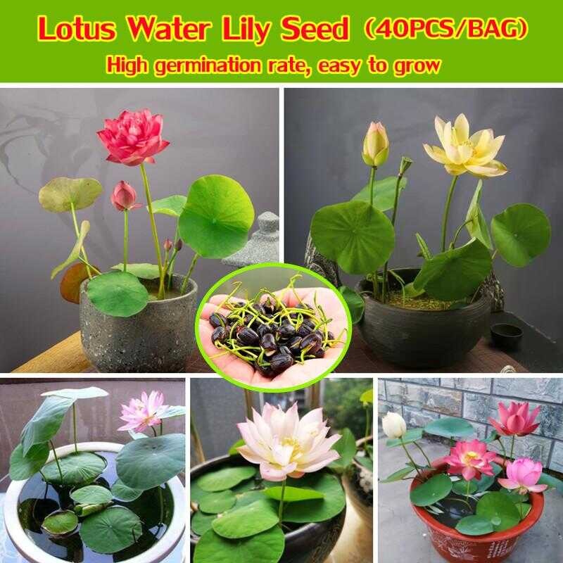 40 Pcs/Bag Multi-Color Lotus Water Lily Seed For Planting Mini Lotus ...