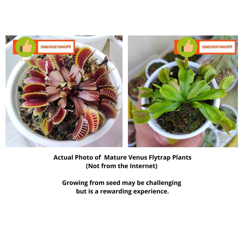 Venus Flytrap Seeds: Real Insect Catching Carnivorous Plant Seeds ...