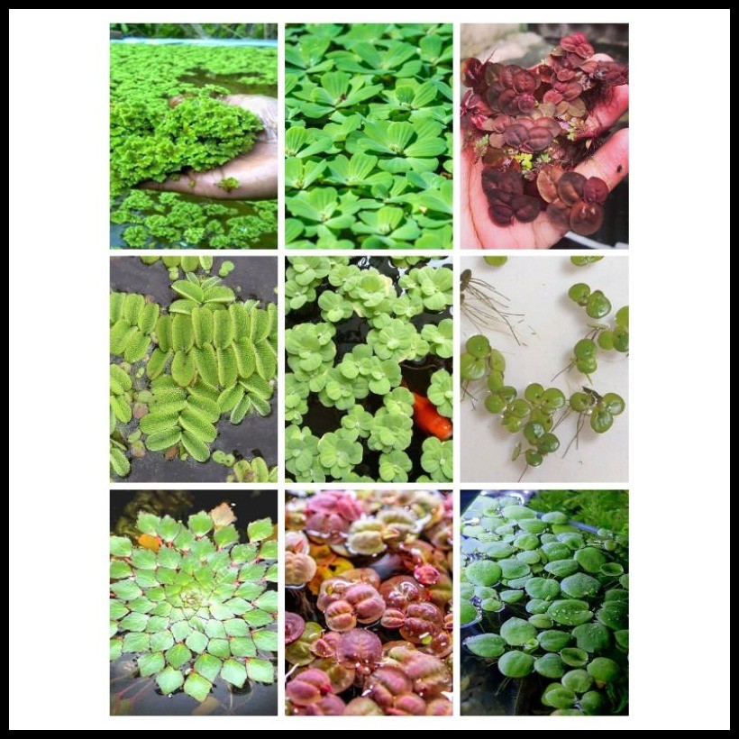 FLOATING LIVE PLANT FOR AQUARIUM OR POND red root, azolla,water lettuce ...
