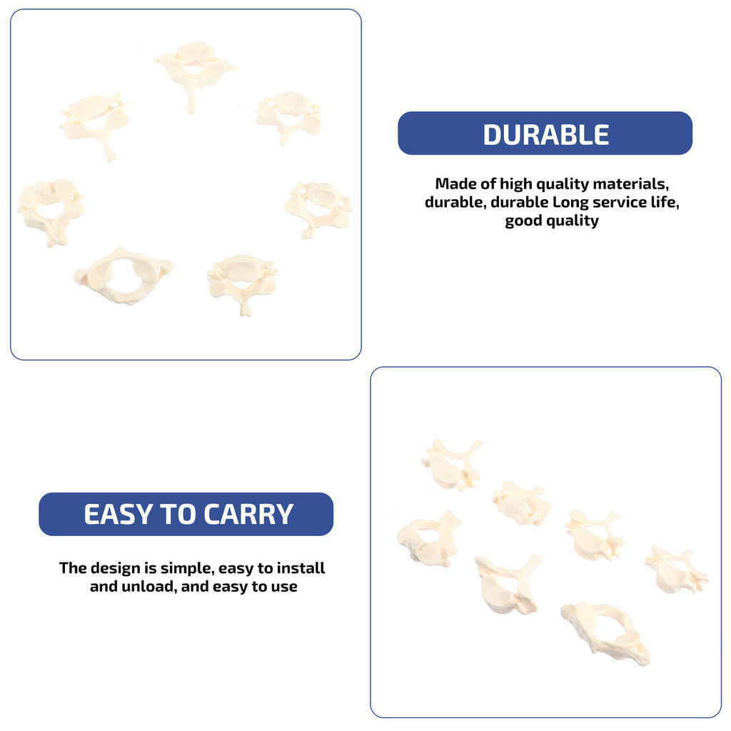Bone Props Cervical Spine Model Human Vertebrae Demonstration PVC Body ...