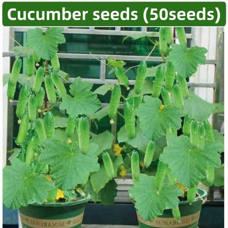 50seeds SEEDS HYBRID/EASY TO GROW/HIGH YIELDING - CUCUMBER POINSETT ...