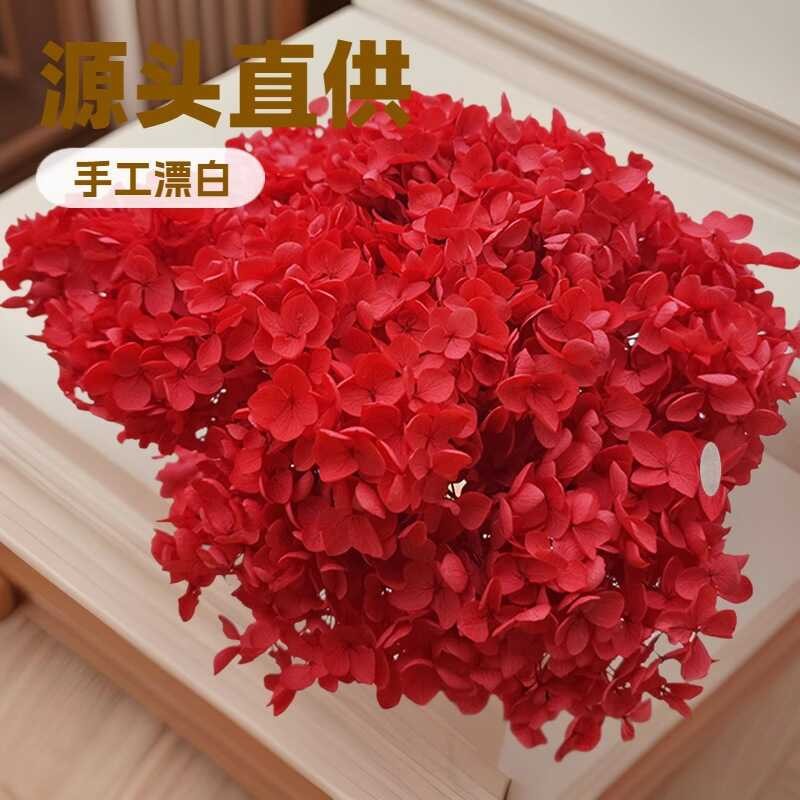Hydrangea Anna Everlasting Small Leaf Hydrangea Color Absorbing ...
