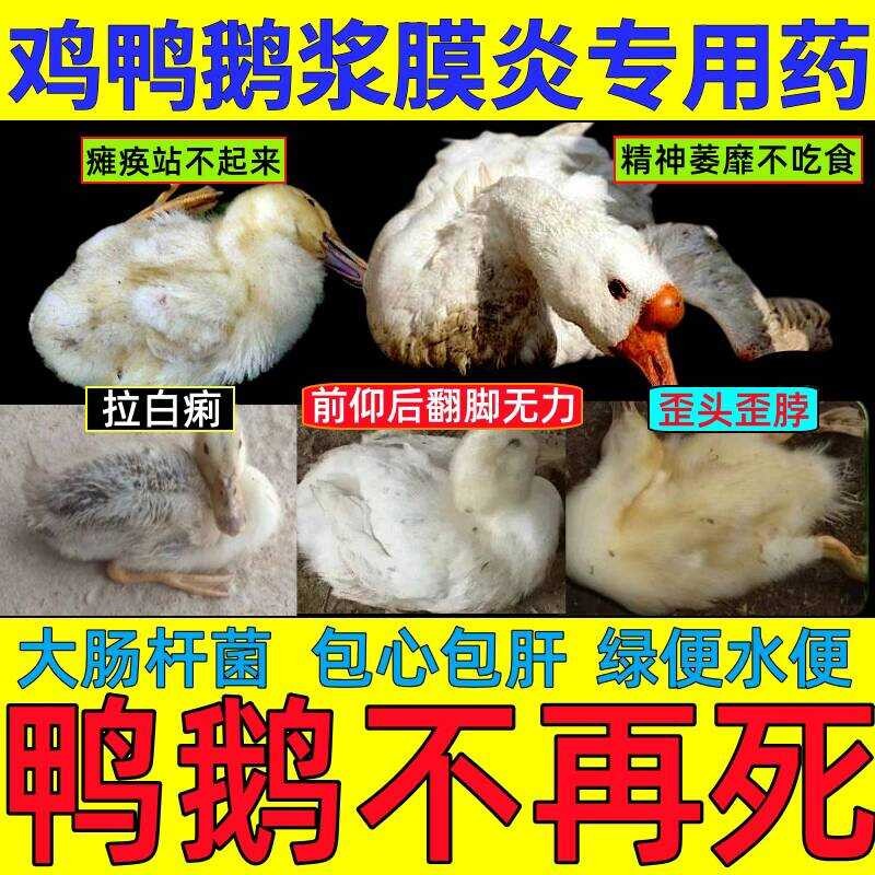 Chicken Duck Goose Pneumonia Medicine Duck Goose Disease E. coli ...