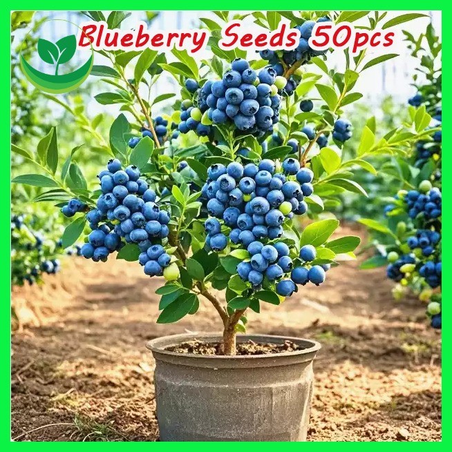 Bonsai Blueberry Seeds (Fresh Seeds - 50pcs) Organic Fruit Seeds Dwarf ...
