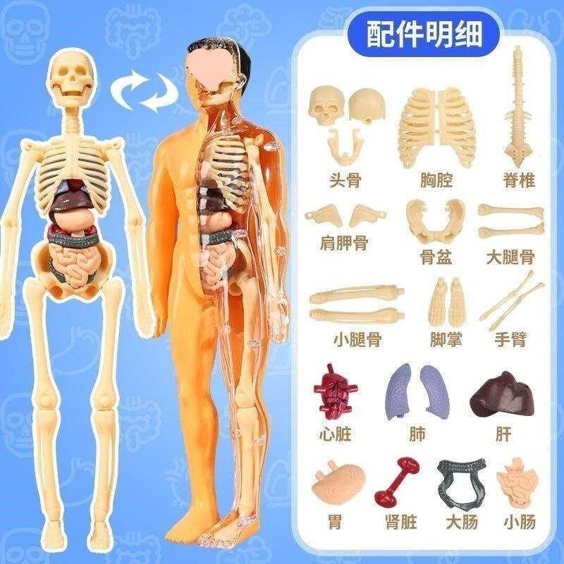 5fa Junior High School Biology Human Body Structure Skeleton Model ...