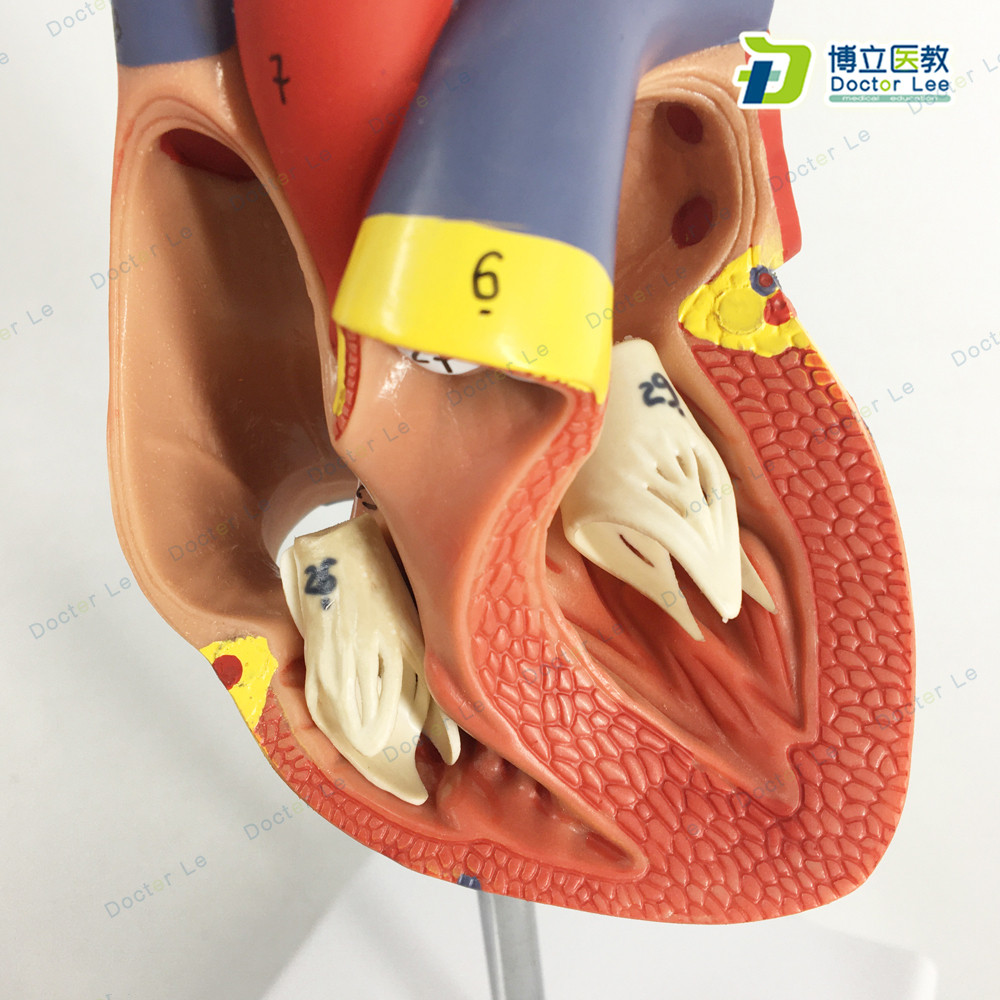 Removable Life Size Human Heart Anatomical Anatomy Teaching Model ...