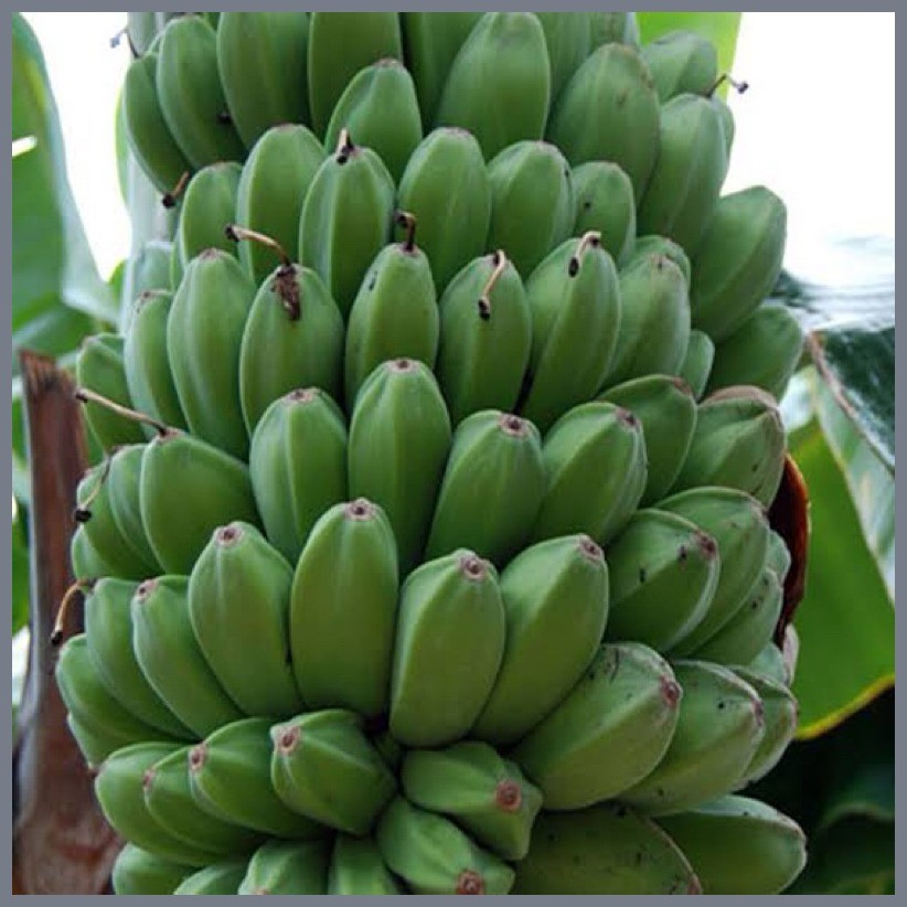 √ ┳ Saging shoot(Saba var) | Shopee Philippines