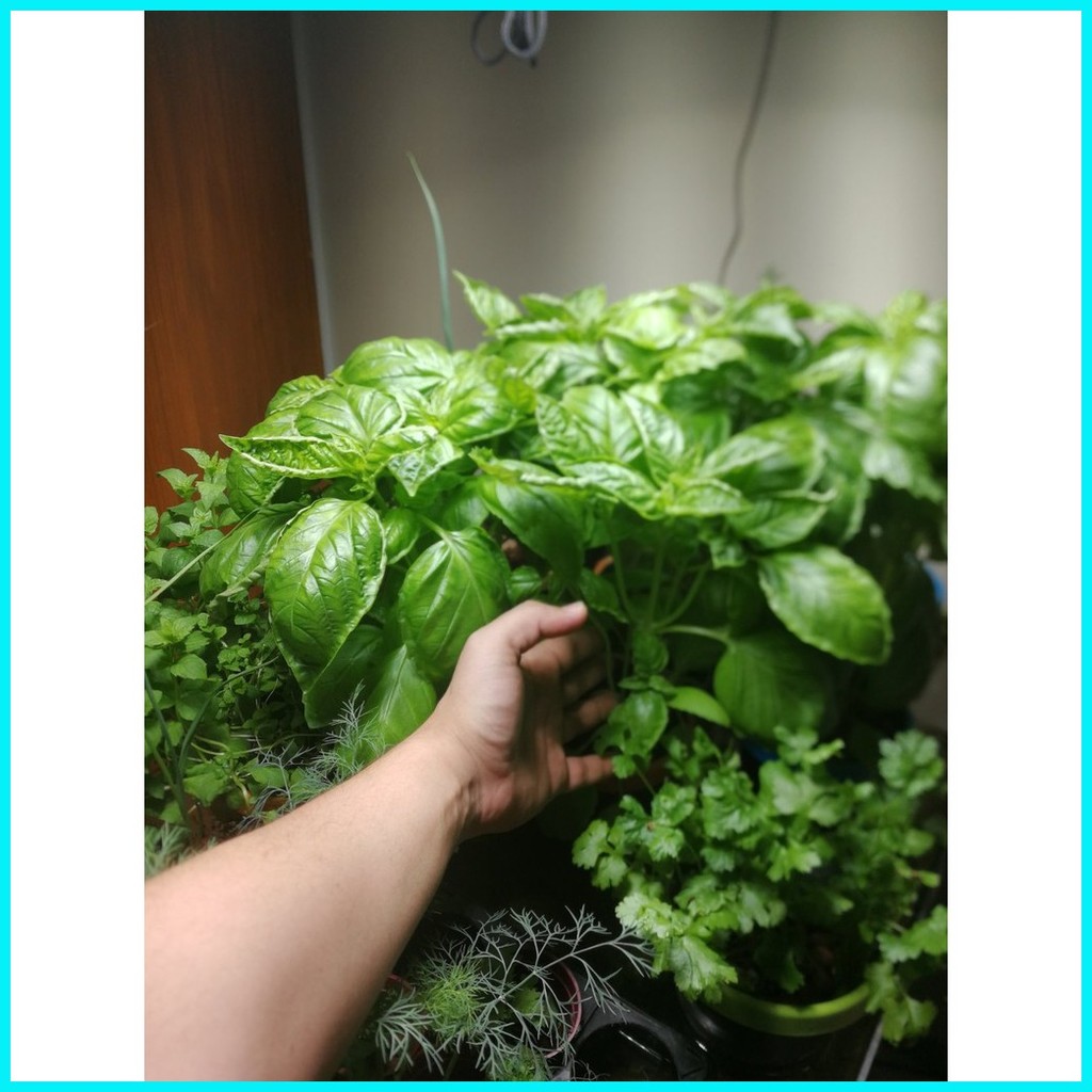 Hydroponic Nutrient SET Hydromax part A + NitroCal B 1000mL 500mL 120mL ...
