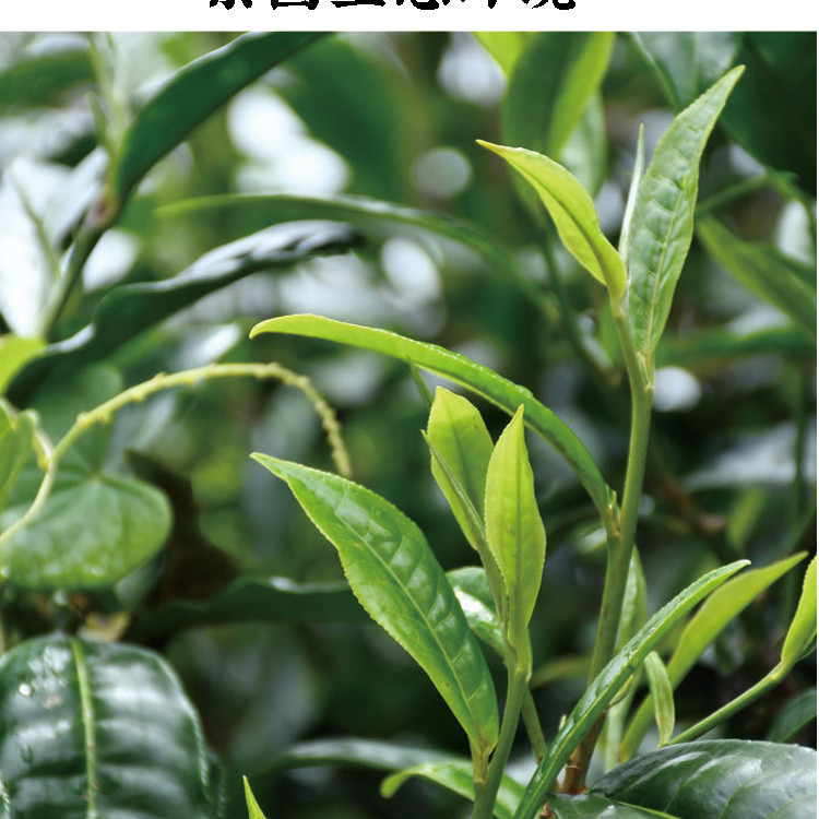 White Tea High Mountain Flower Ash-like Frost Fragrant Old Collection ...