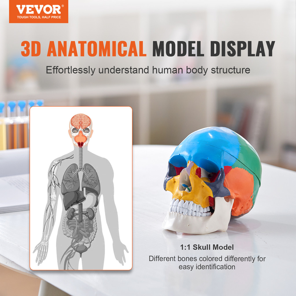 VEVOR Human PVC Detachable Life-Size Painted Anatomy Skull Model For ...