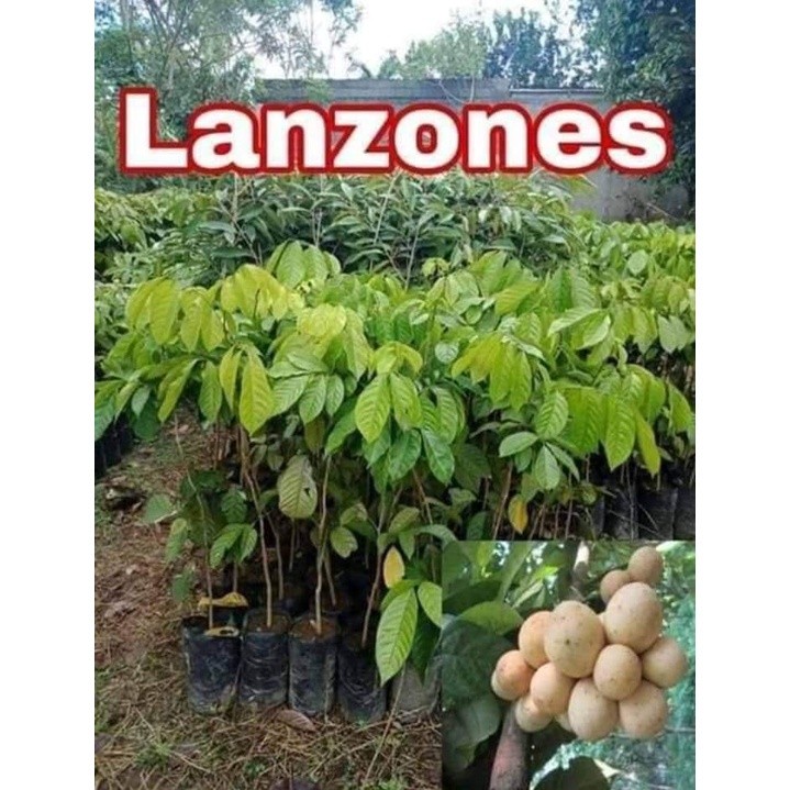 Marang/Guapple/Red Guava fruit/Lychee/Lanzones | Shopee Philippines