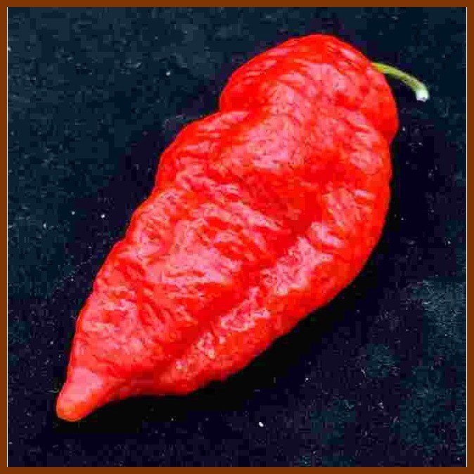 F1 HOT Spicy Red Indian Devil Pepper Seeds ( REPACKED 20 Seeds ...